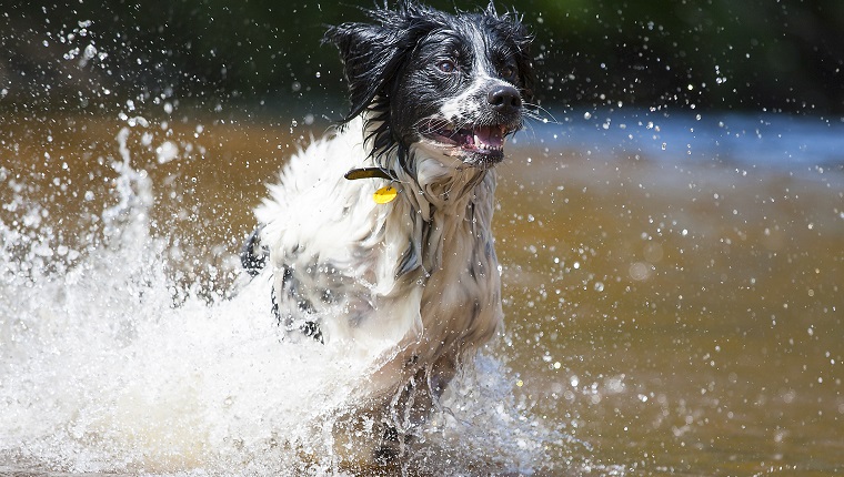 5 Of The Rarest Dog Breeds In The World - DogTime