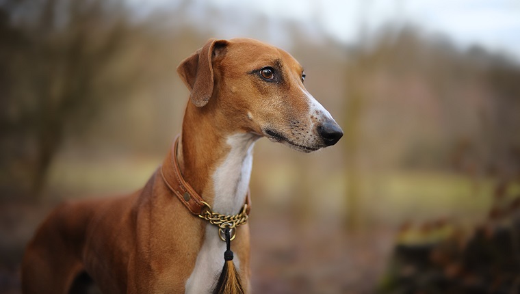 5 Of The Rarest Dog Breeds In The World - DogTime