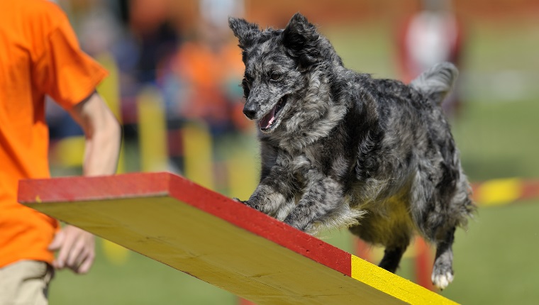 5 Of The Rarest Dog Breeds In The World - DogTime