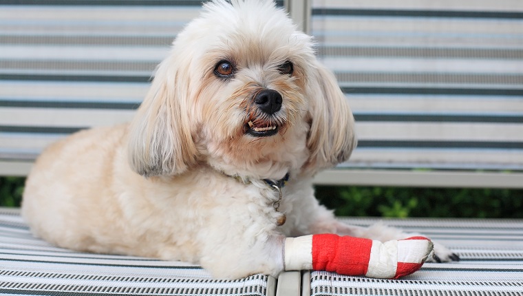 Squamous Cell Carcinoma In Dogs: Symptoms, Causes, & Treatments - DogTime