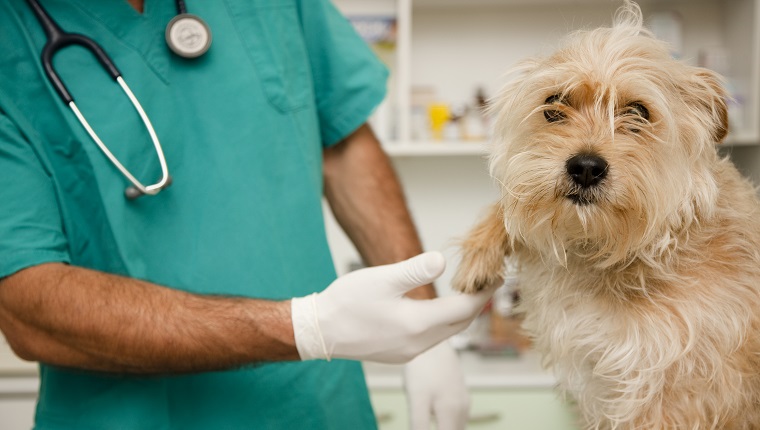 Squamous Cell Carcinoma In Dogs: Symptoms, Causes, & Treatments - DogTime