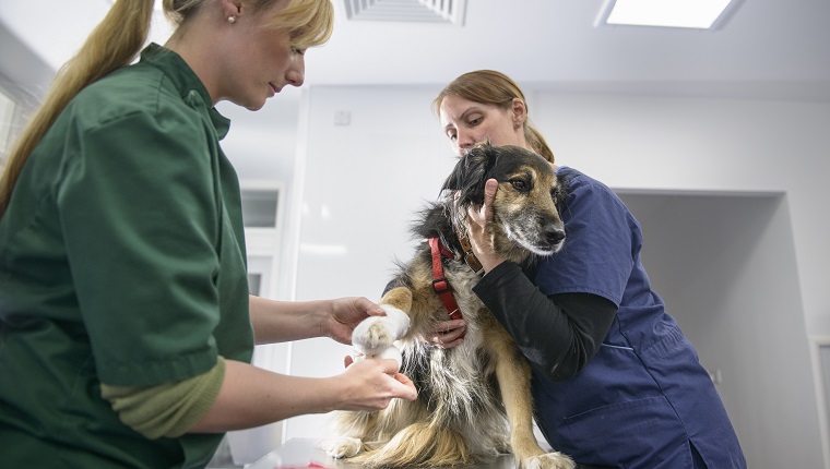 Squamous Cell Carcinoma In Dogs: Symptoms, Causes, & Treatments - DogTime