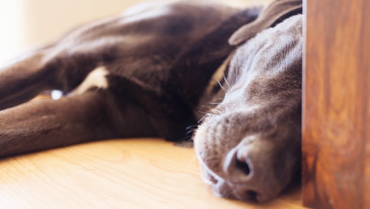 Syncope (Fainting) In Dogs: Symptoms, Causes, & Treatments - DogTime