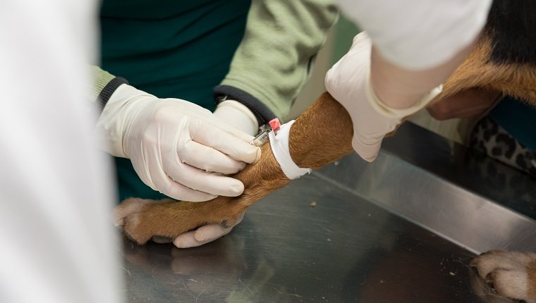 Thrombocytopenia In Dogs: Symptoms, Causes, & Treatments - DogTime