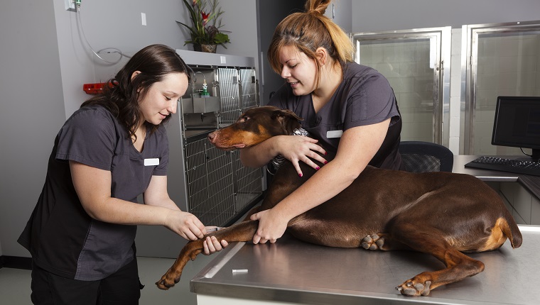 Thrombocytopenia In Dogs: Symptoms, Causes, & Treatments - DogTime