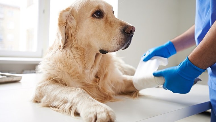 Thrombocytopenia In Dogs: Symptoms, Causes, & Treatments - DogTime