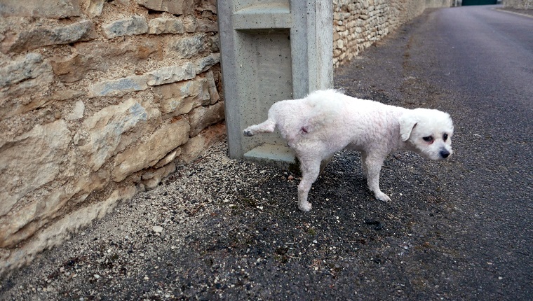 Pyelonephritis In Dogs: Symptoms, Causes, & Treatments - DogTime