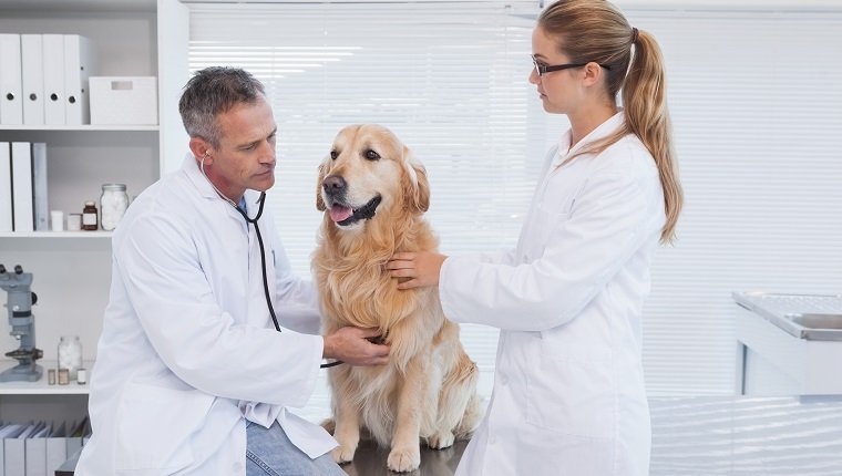 Arrhythmia (Irregular Heart Beat) In Dogs: Symptoms, Causes ...