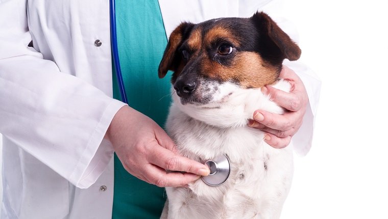 Arrhythmia (Irregular Heart Beat) In Dogs: Symptoms, Causes ...