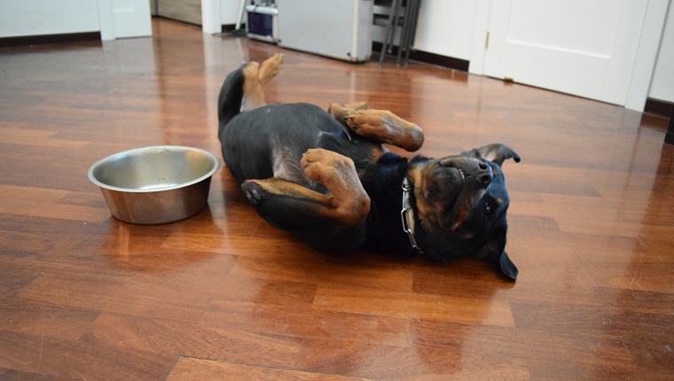 Ascites In Dogs: Symptoms, Causes, & Treatments - DogTime