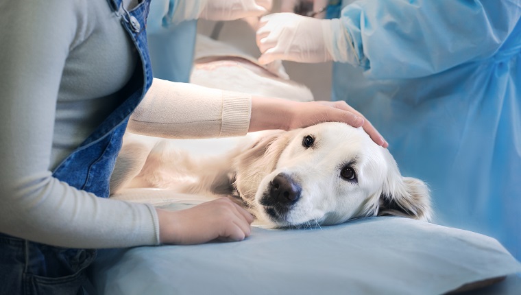 Aspiration Pneumonia In Dogs: Symptoms, Causes, & Treatments - DogTime