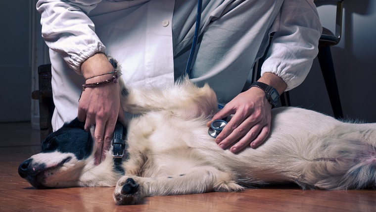 Aspiration Pneumonia In Dogs: Symptoms, Causes, & Treatments - DogTime