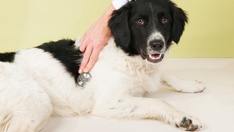 Cardiomyopathy In Dogs: Symptoms, Causes, & Treatments - DogTime