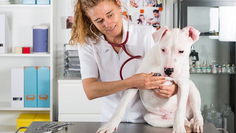 Cardiomyopathy In Dogs: Symptoms, Causes, & Treatments - DogTime