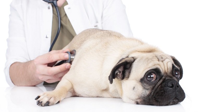 Digoxin For Dogs: Uses, Dosage, & Side Effects - DogTime