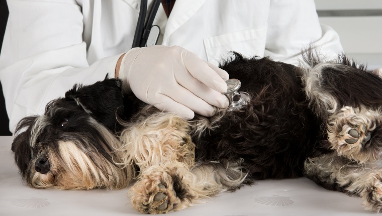 Digoxin For Dogs: Uses, Dosage, & Side Effects - DogTime