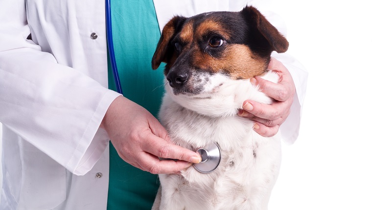 Digoxin For Dogs: Uses, Dosage, & Side Effects - DogTime