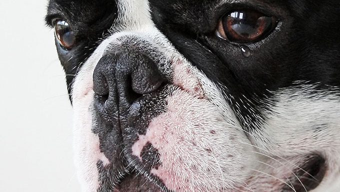 Can Dogs Cry? What Do Dogs' Tears Mean? - DogTime