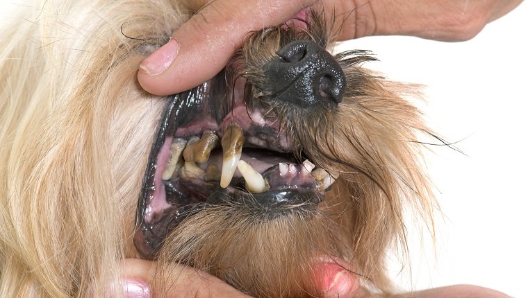 Gingivitis In Dogs: Symptoms, Causes, & Treatments - DogTime
