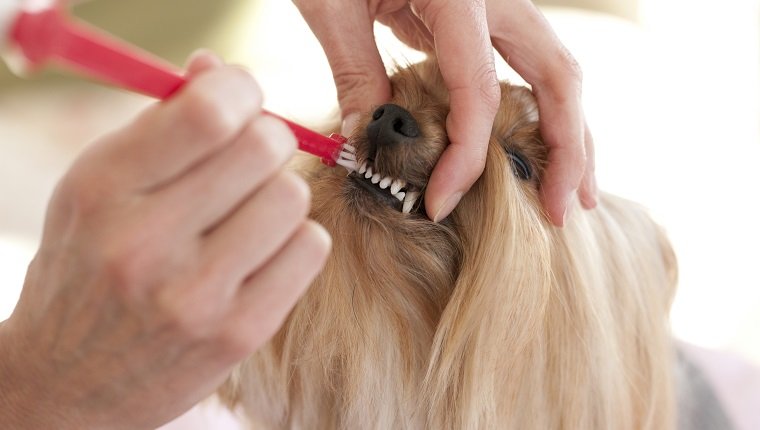 Gingivitis In Dogs: Symptoms, Causes, & Treatments - DogTime