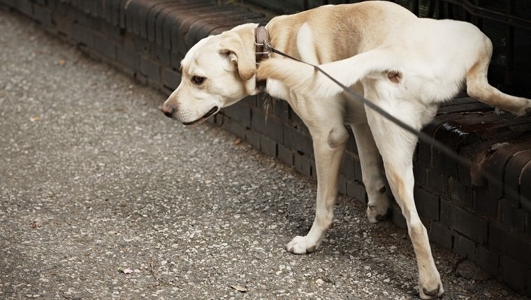 Dysuria (Difficult, Painful Urination) In Dogs: Symptoms, Causes ...