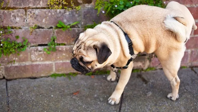 Dysuria (Difficult, Painful Urination) In Dogs: Symptoms, Causes ...