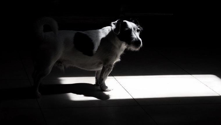 Do You Believe In Ghost Dogs? You're Not Alone! - DogTime