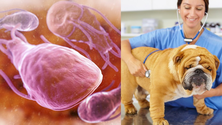 Giardia In Dogs: Symptoms, Causes, & Treatments - DogTime