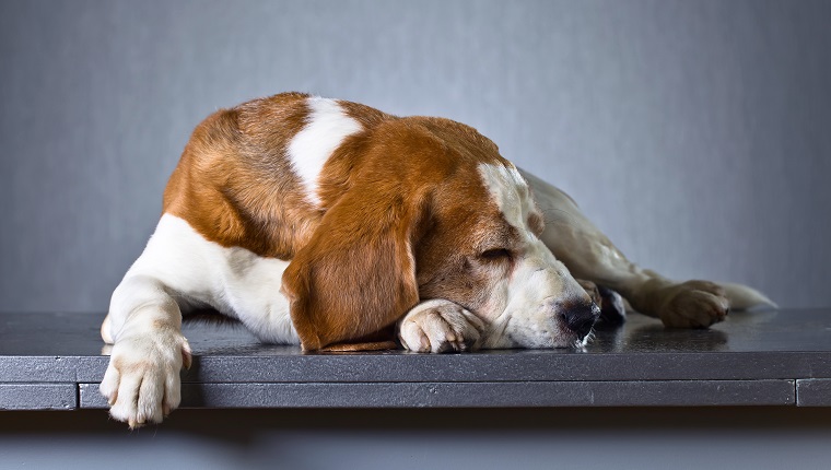 Glucosamine For Dogs: What Is It, And What Does It Do? - DogTime