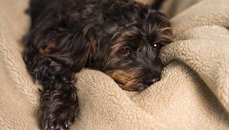 Hydrocephalus In Dogs: Symptoms, Causes, & Treatments - DogTime