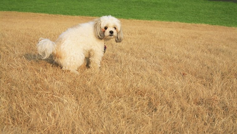 Cystitis And Interstitial Cystitis In Dogs: Symptoms, Causes ...