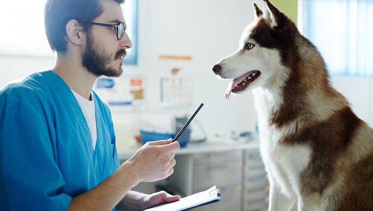 Cystitis And Interstitial Cystitis In Dogs: Symptoms, Causes ...