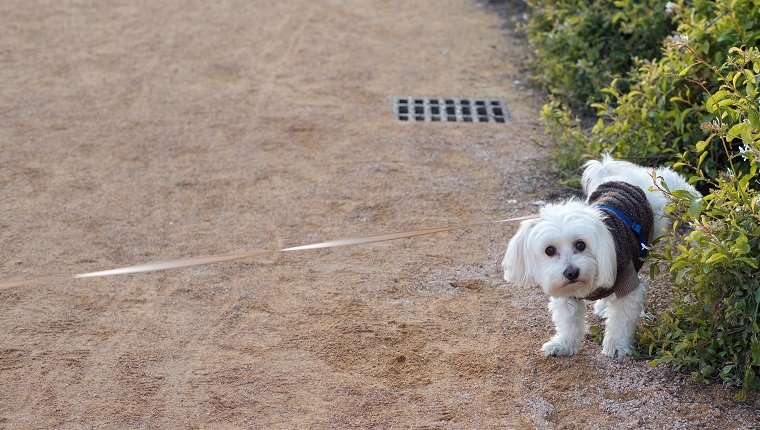 Cystitis And Interstitial Cystitis In Dogs: Symptoms, Causes ...