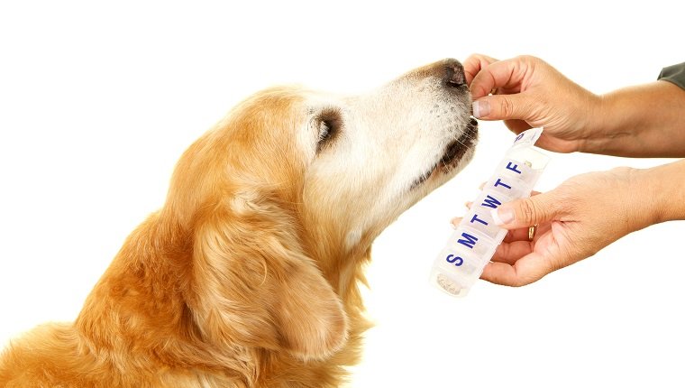 Ketoconazole For Dogs: Uses, Dosage, & Side Effects - DogTime