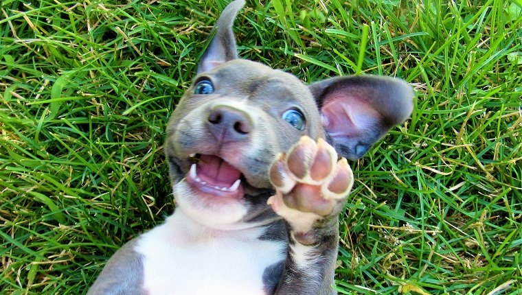 Pit Bull Puppies: Cute Pictures And Facts - DogTime