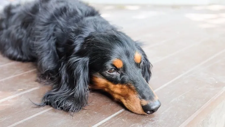 Polycythemia In Dogs: Symptoms, Causes, & Treatments - DogTime