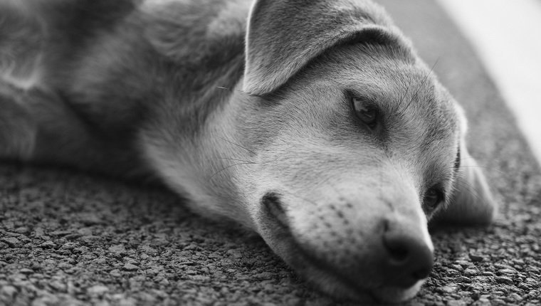 Polycythemia In Dogs: Symptoms, Causes, & Treatments - DogTime