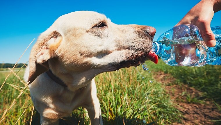 Polycythemia In Dogs: Symptoms, Causes, & Treatments - DogTime