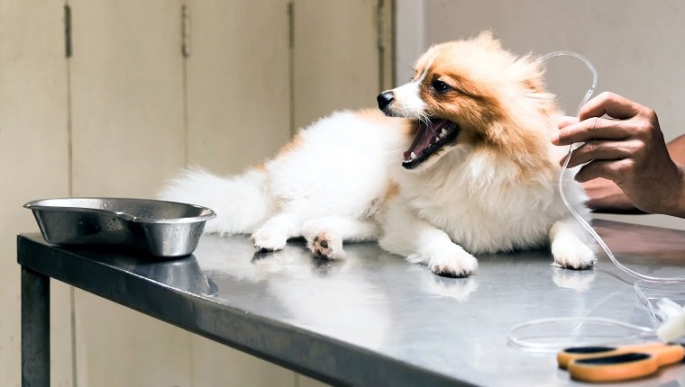 Polycythemia In Dogs: Symptoms, Causes, & Treatments - DogTime