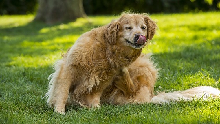 Pruritus (Itchiness) In Dogs: Symptoms, Causes, & Treatments - DogTime