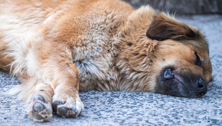 Pulmonary Hypertension In Dogs: Symptoms, Causes, & Treatments - DogTime