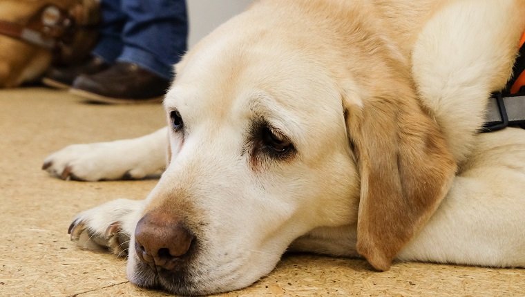 Serotonin Syndrome In Dogs: Symptoms, Causes, & Treatments - DogTime