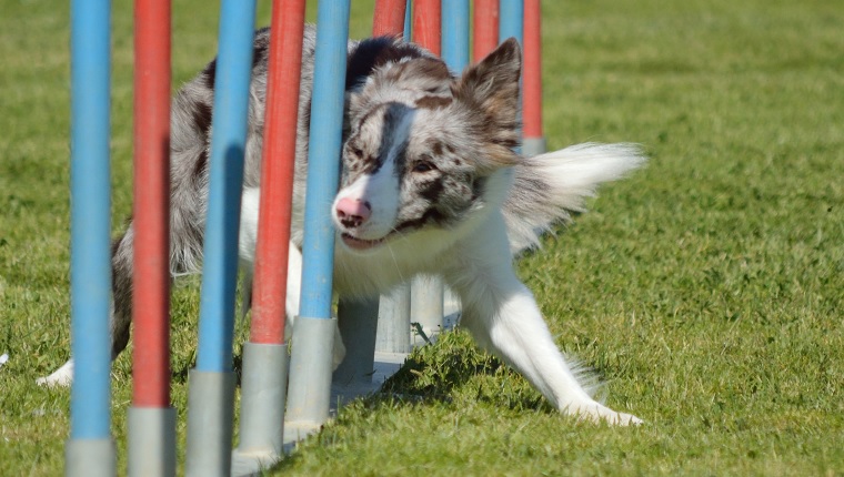 Sinus Bradycardia In Dogs: Symptoms, Causes, & Treatments - DogTime