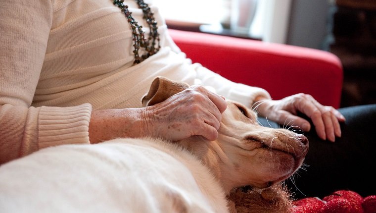 Spondylosis In Dogs: Symptoms, Causes, & Treatments - DogTime