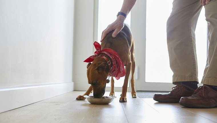 Spondylosis In Dogs: Symptoms, Causes, & Treatments - DogTime