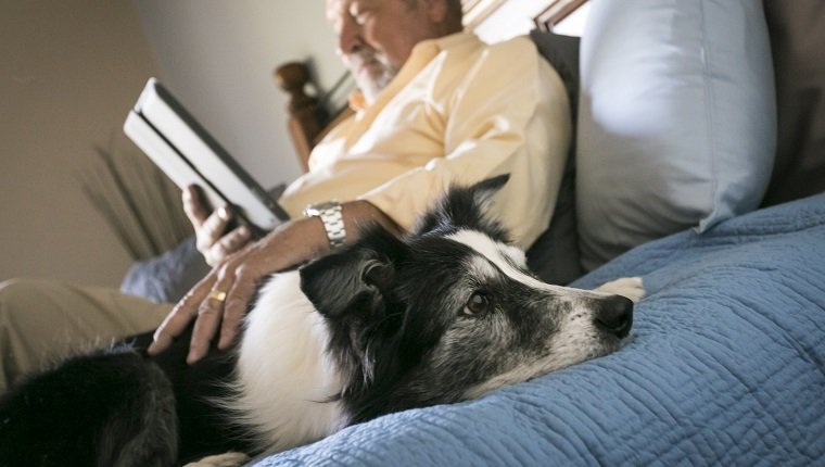 Spondylosis In Dogs: Symptoms, Causes, & Treatments - DogTime