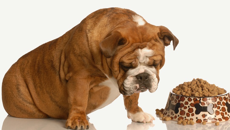 Stomach Ulcers In Dogs: Symptoms, Causes, & Treatments - DogTime