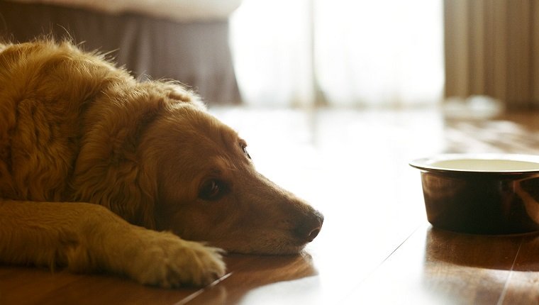 Stomach Ulcers In Dogs: Symptoms, Causes, & Treatments - DogTime