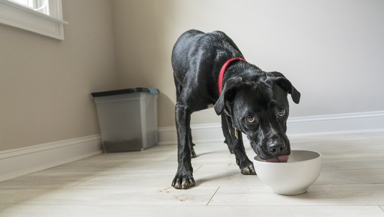 Stomach Ulcers In Dogs: Symptoms, Causes, & Treatments - DogTime