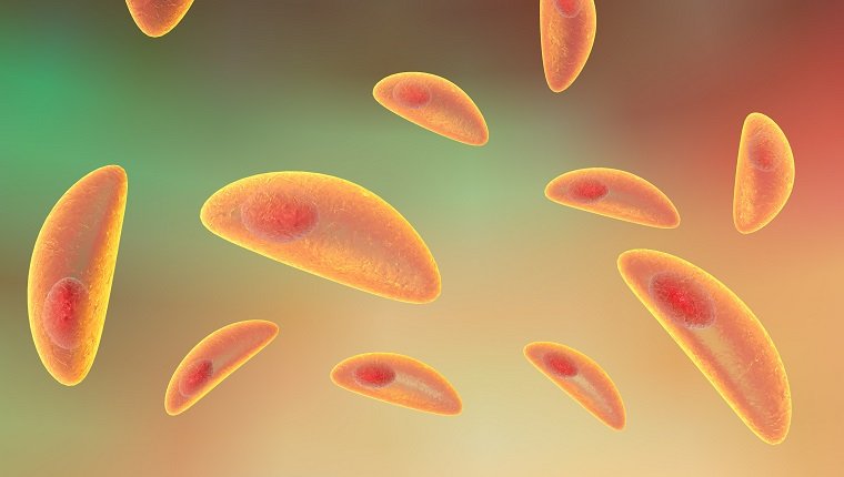 Toxoplasmosis In Dogs: Symptoms, Causes, & Treatments - DogTime